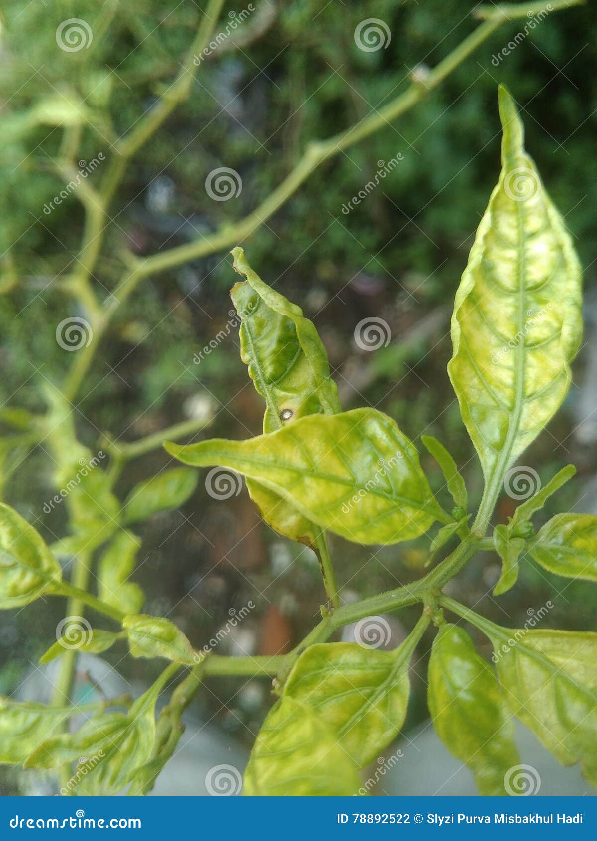 Chille leaf stock photo. Image of morning, green, leaf - 78892522