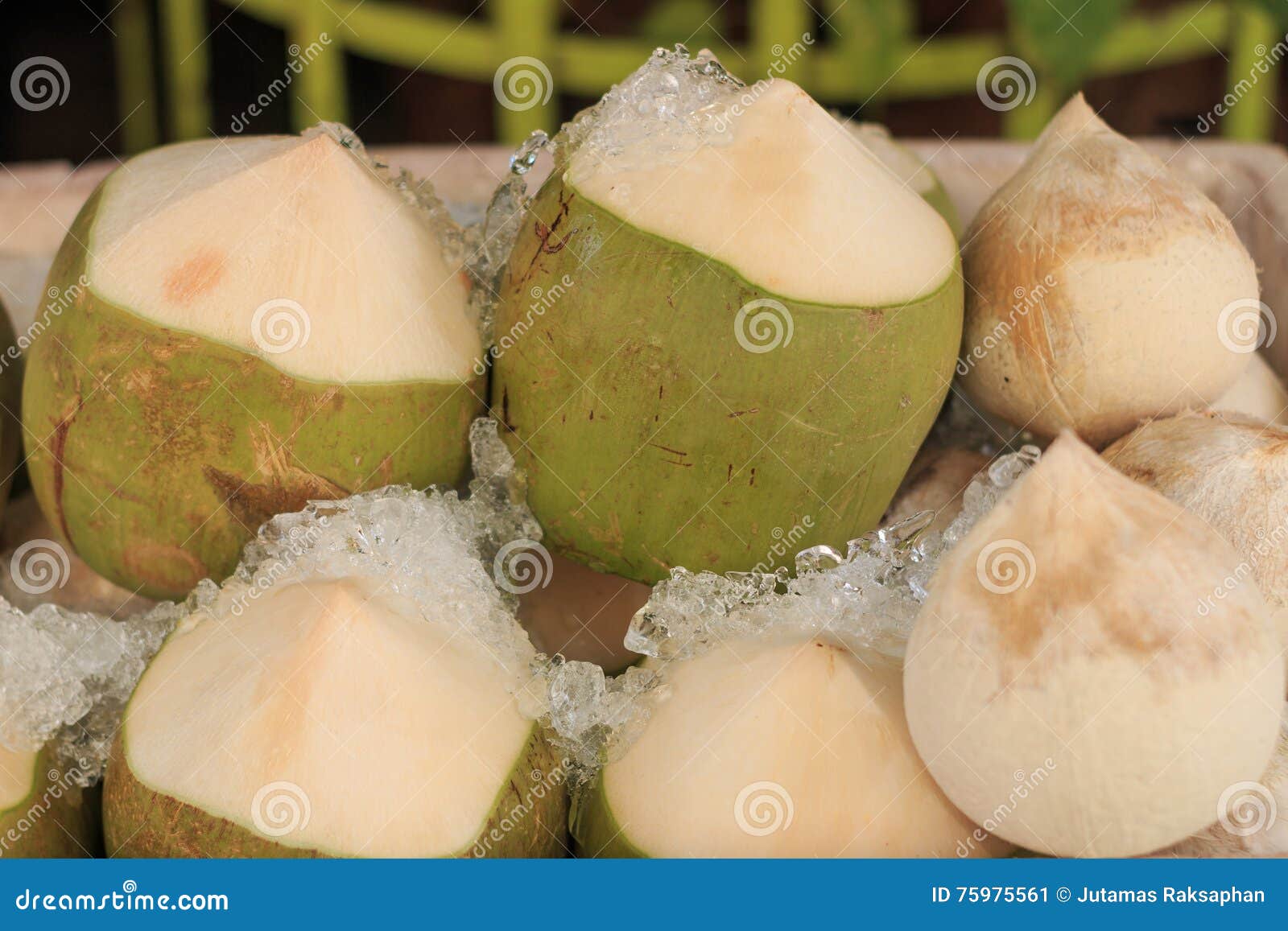 Chilled coconut stock image. Image of branch, palm, organic - 75975561