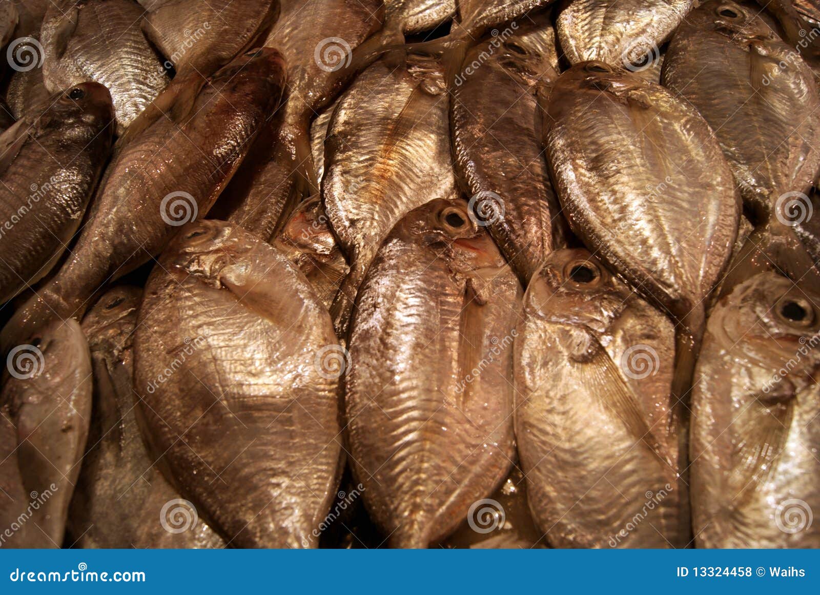 Chilled fish stock photo. Image of ease, fishing, love - 13324458