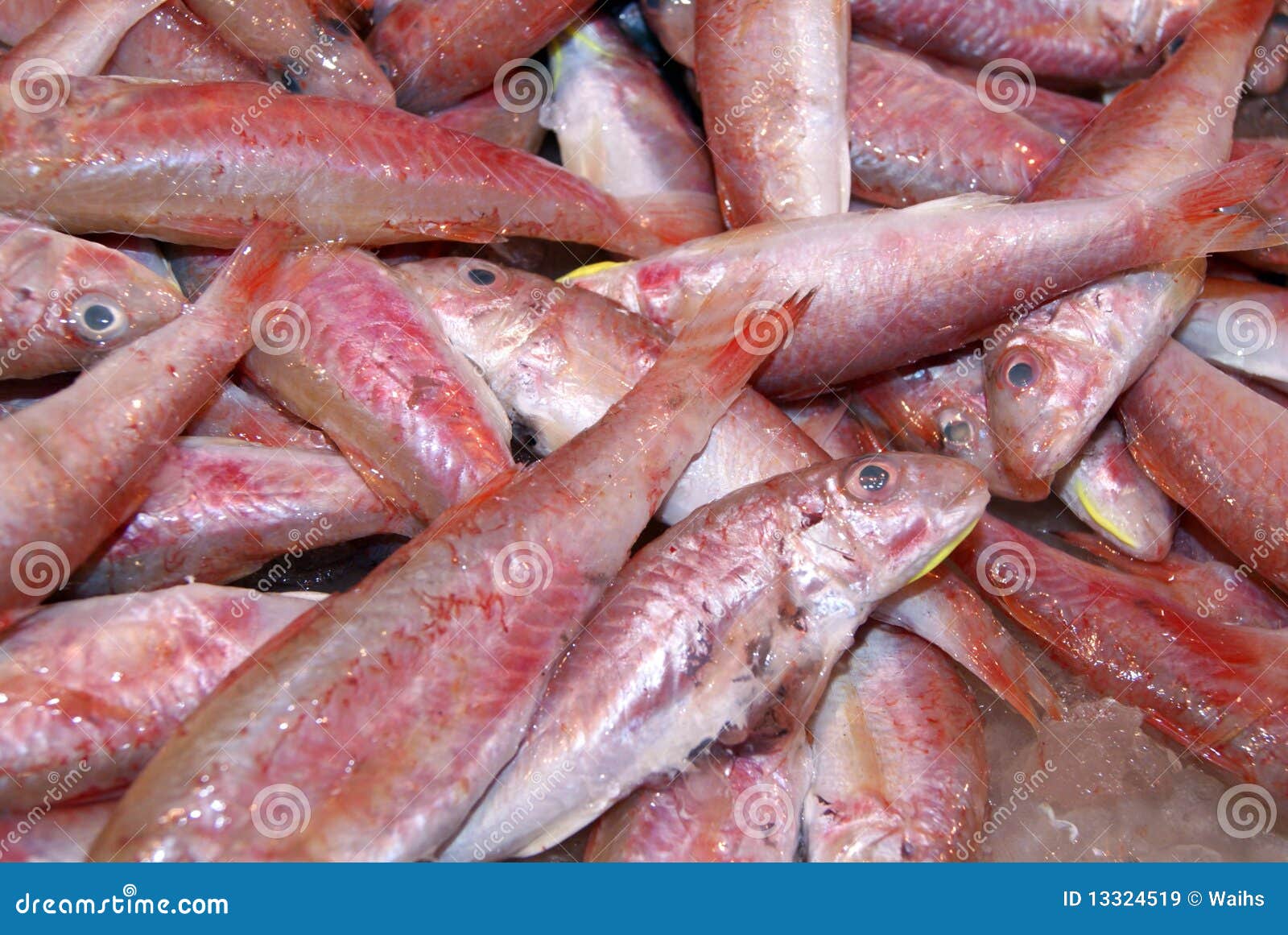 Chilled fish stock image. Image of love, water, biology - 13324519