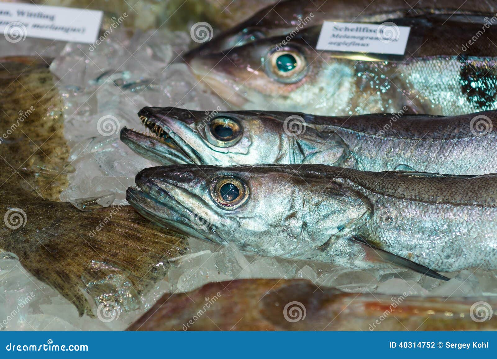 Chilled fish stock photo. Image of backgrounds, catch - 40314752