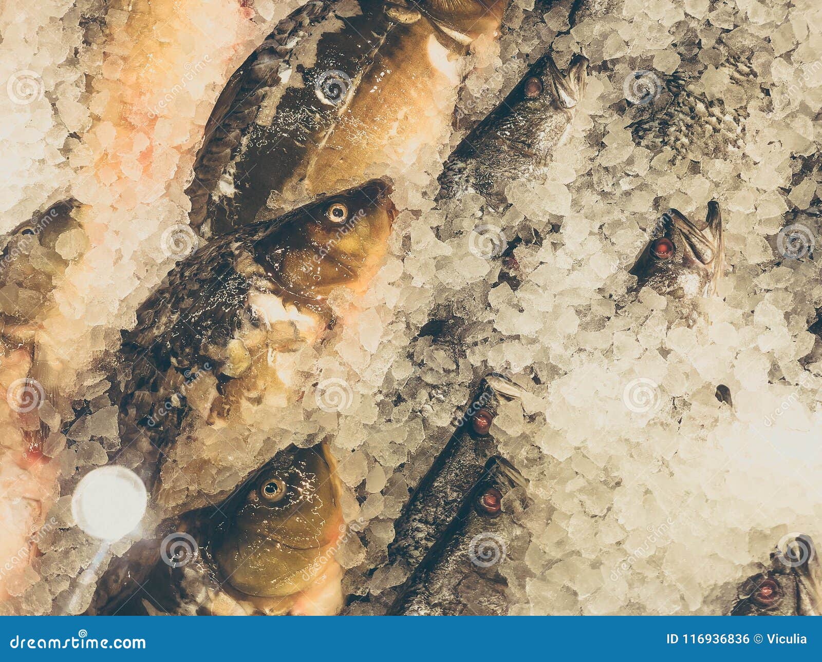 Chilled Fish on Ice on the Counter in the Market Stock Photo - Image of ...