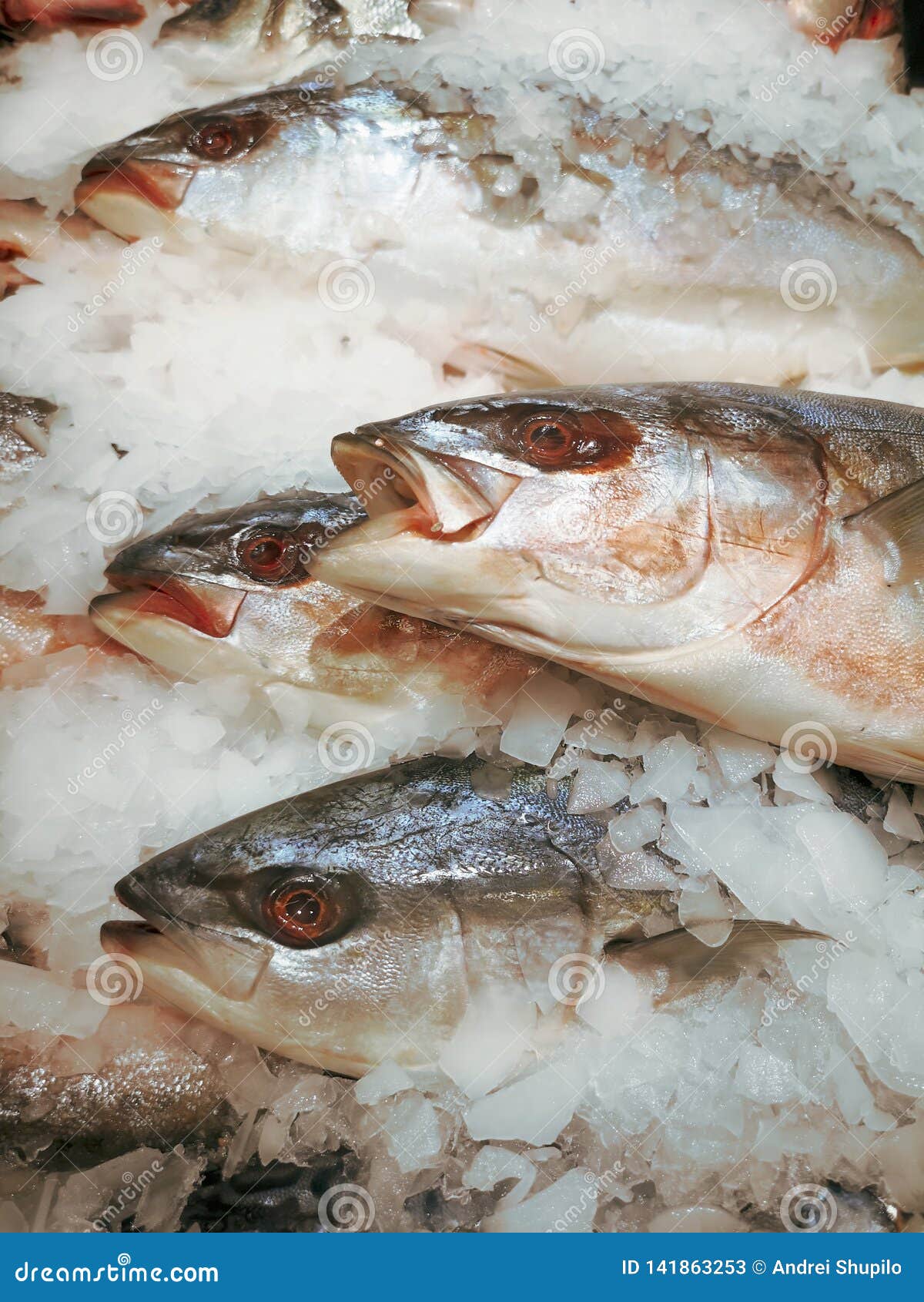 Chilled Fish in the Ice on the Counter in the Store Stock Image - Image ...
