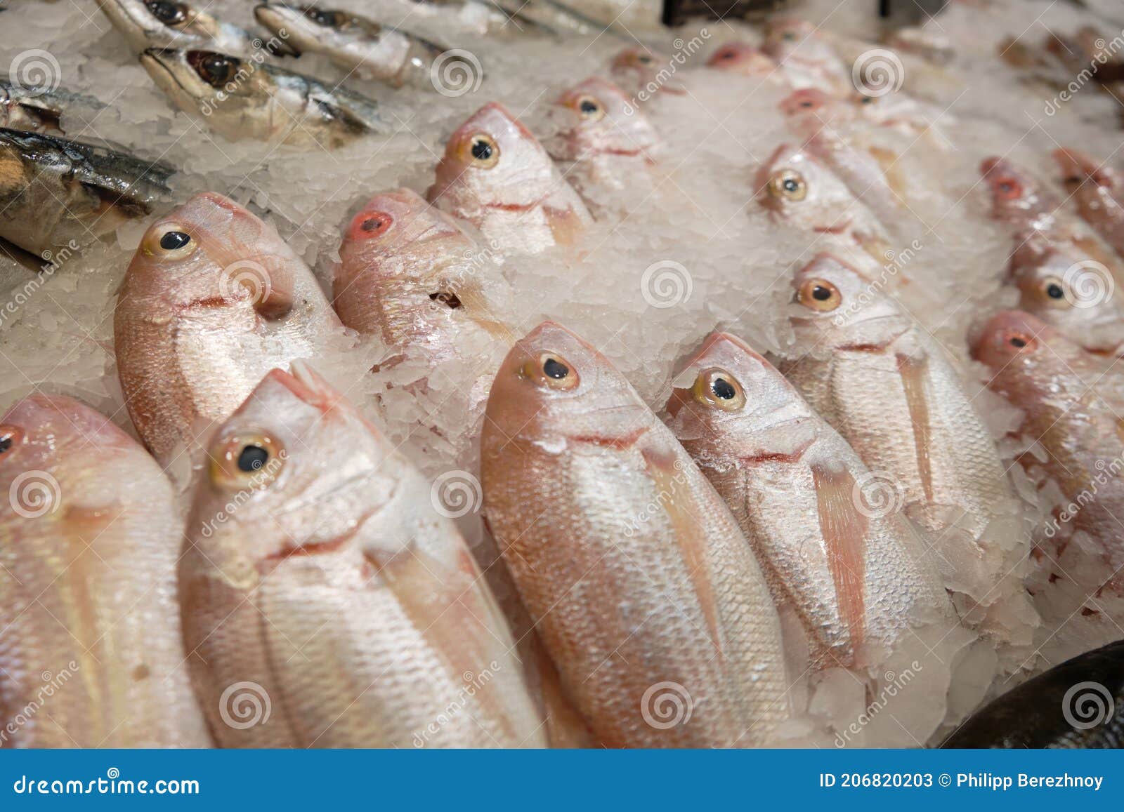Chilled Fish on Ice. Red Dorado Sea Fish on Fishmonger Stall Stock ...