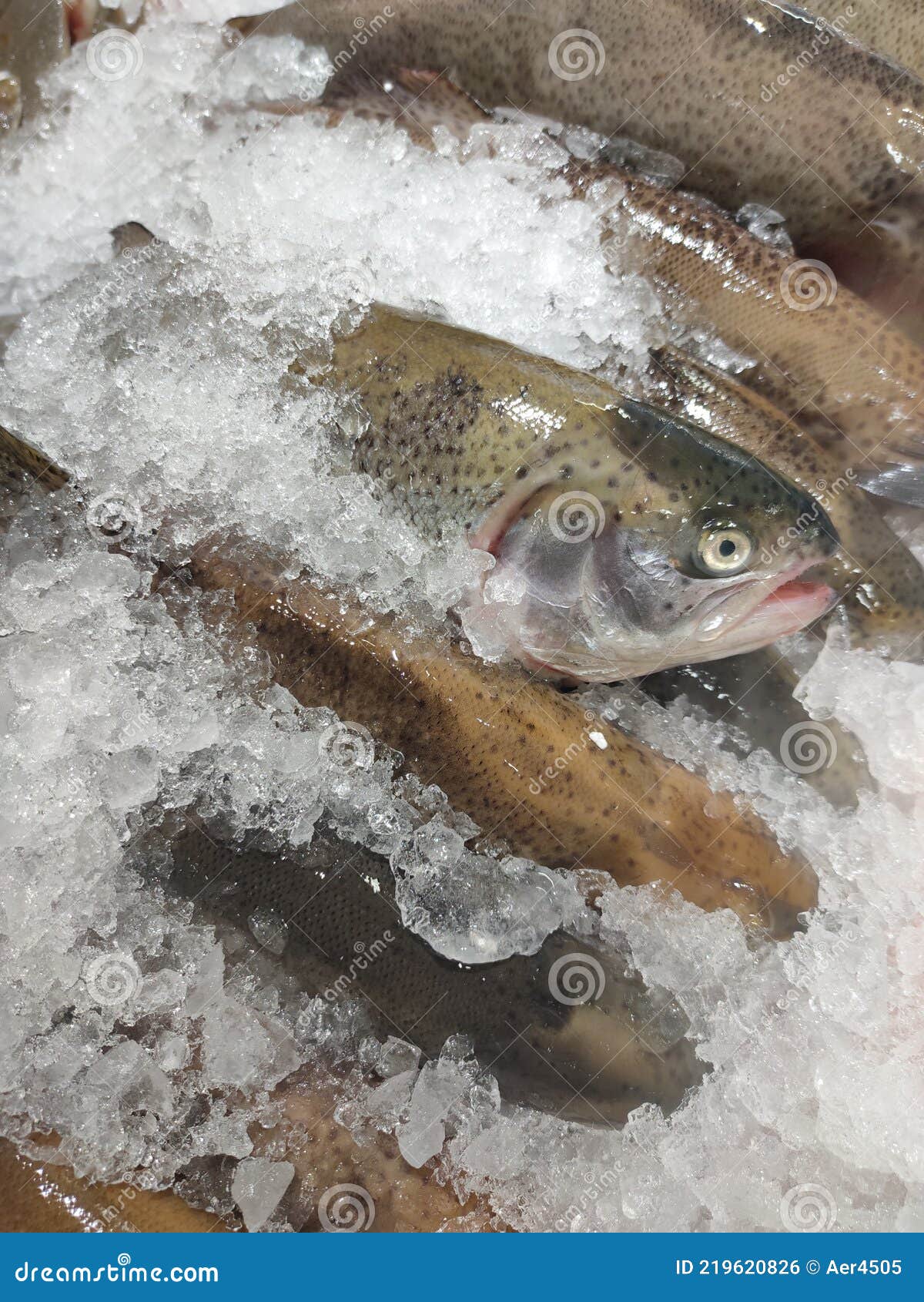 Chilled Rainbow Trout on Ice at Fish Market Stock Photo - Image of ...