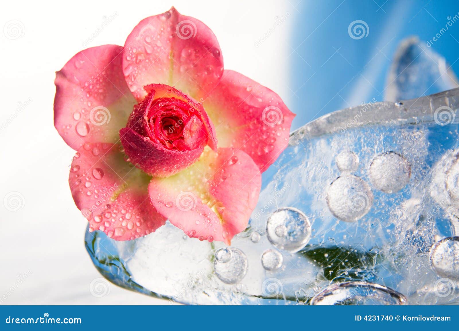 Chilled rose in the ice stock photo. Image of frost, passion - 4231740