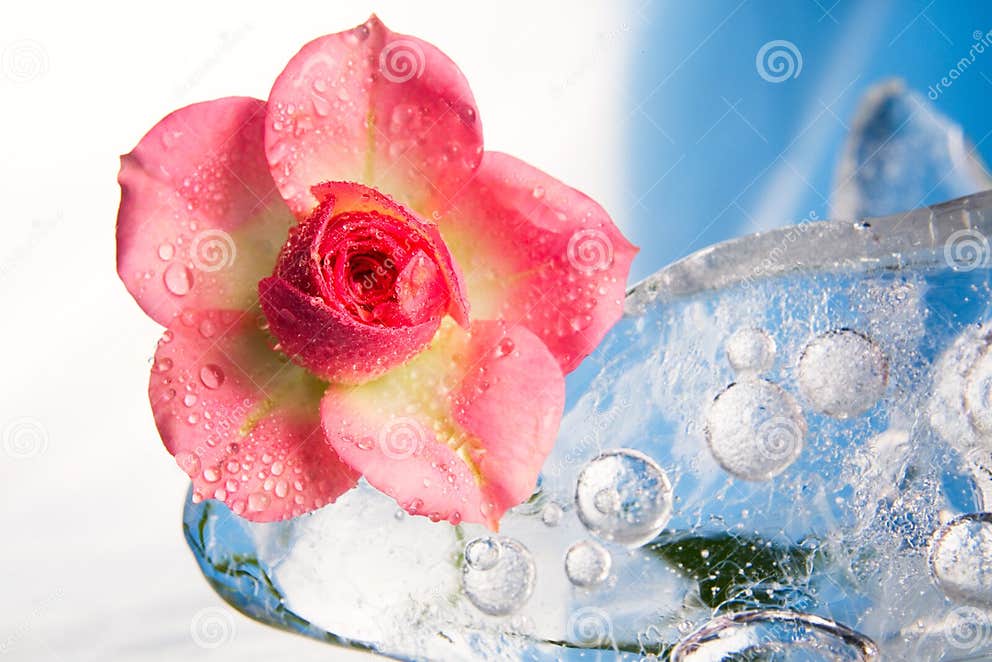 Chilled rose in the ice stock photo. Image of frost, passion - 4231740
