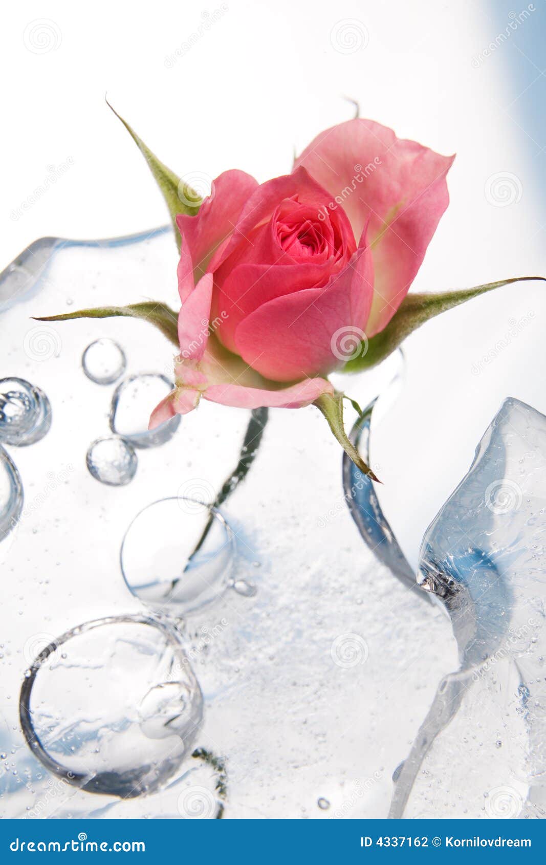 Chilled rose in the ice stock photo. Image of love, clear - 4337162