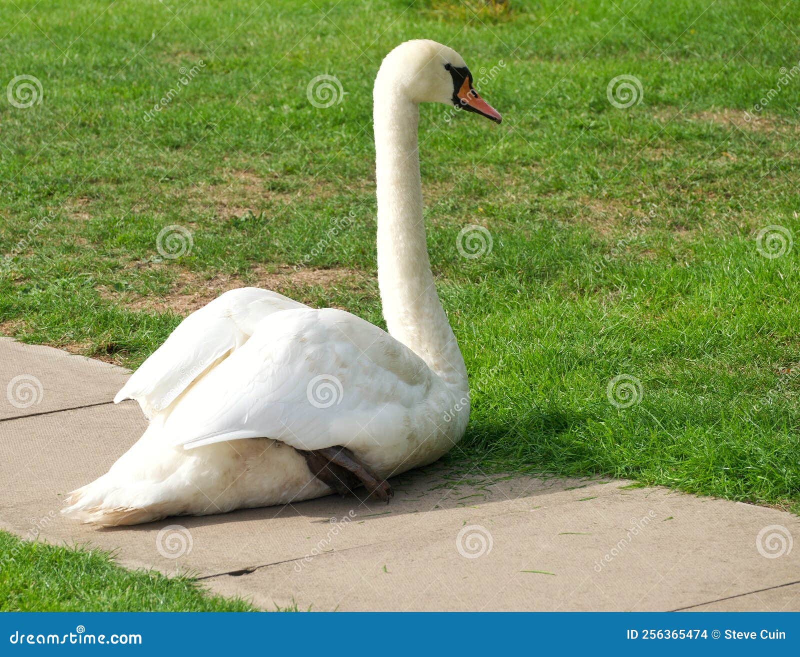 Chilled Swan stock photo. Image of wildlife, animals - 256365474