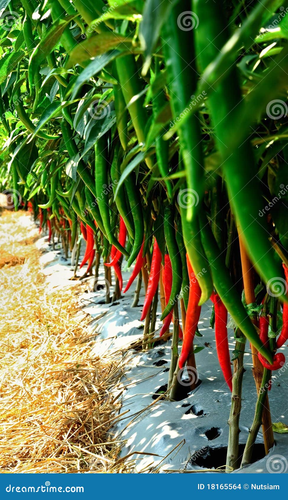 Chilli stock photo. Image of homemade, growth, fresh - 18165564