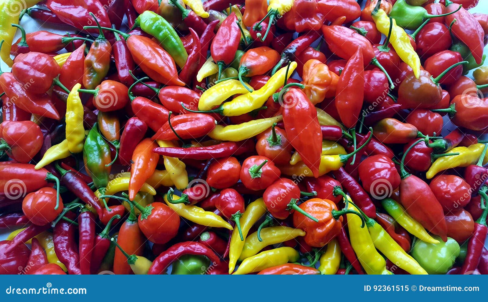 Chilli Background stock image. Image of colourful, habanero - 92361515