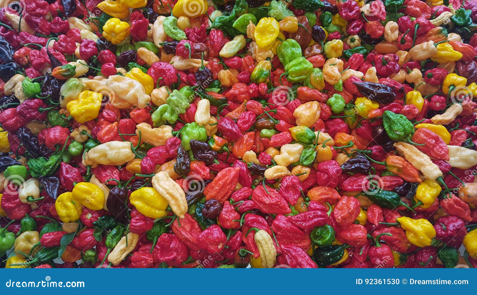 Chilli Background stock photo. Image of ghostchilli, screensaver - 92361530