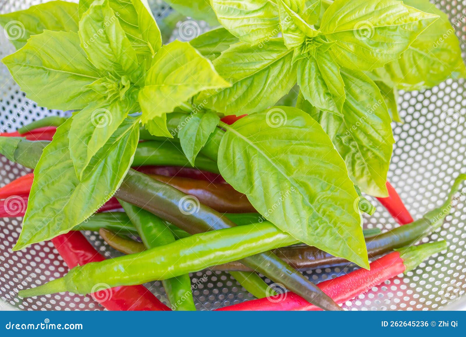 Chilli and basil leaves stock photo. Image of chilli - 262645236