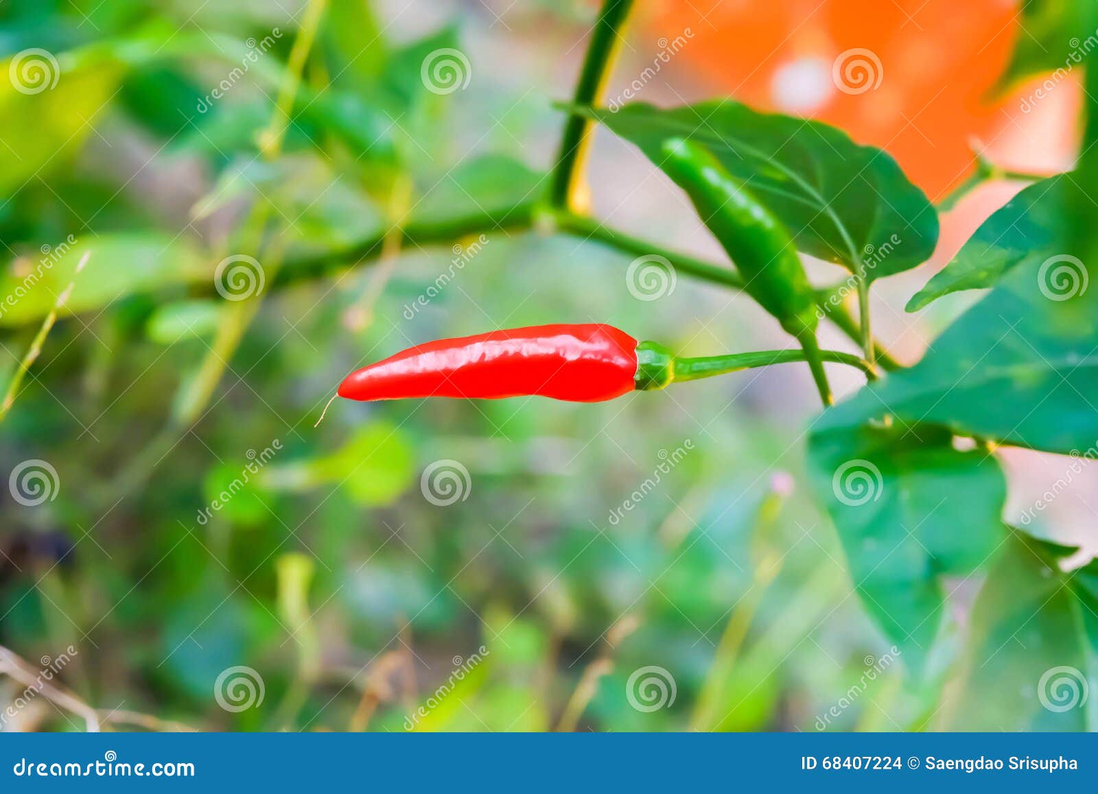 Chilli stock photo. Image of chillies, mexican, bell - 68407224