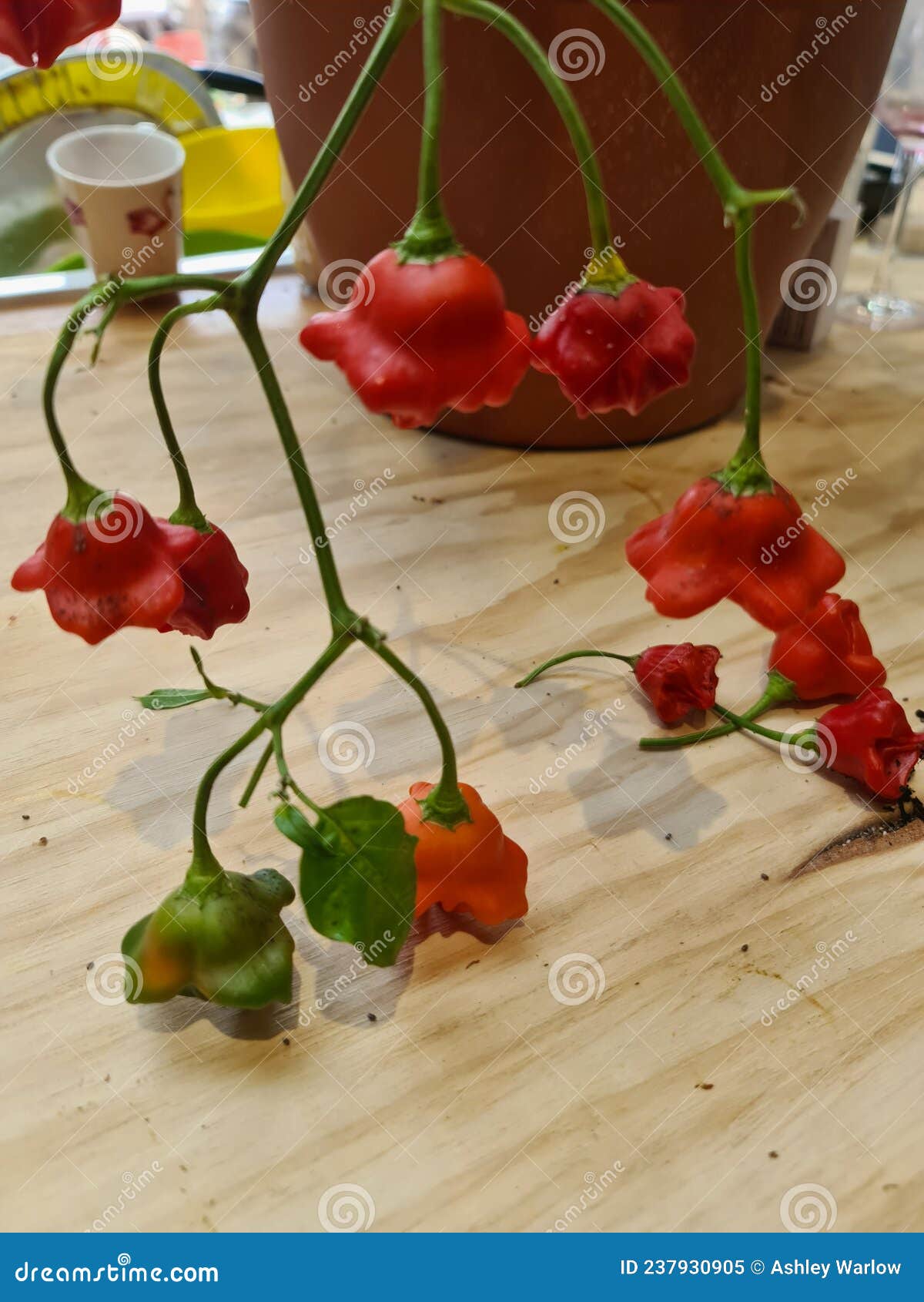 Chilli Chillies Pepper Bishop Crown Spicy Stock Image - Image of pepper ...
