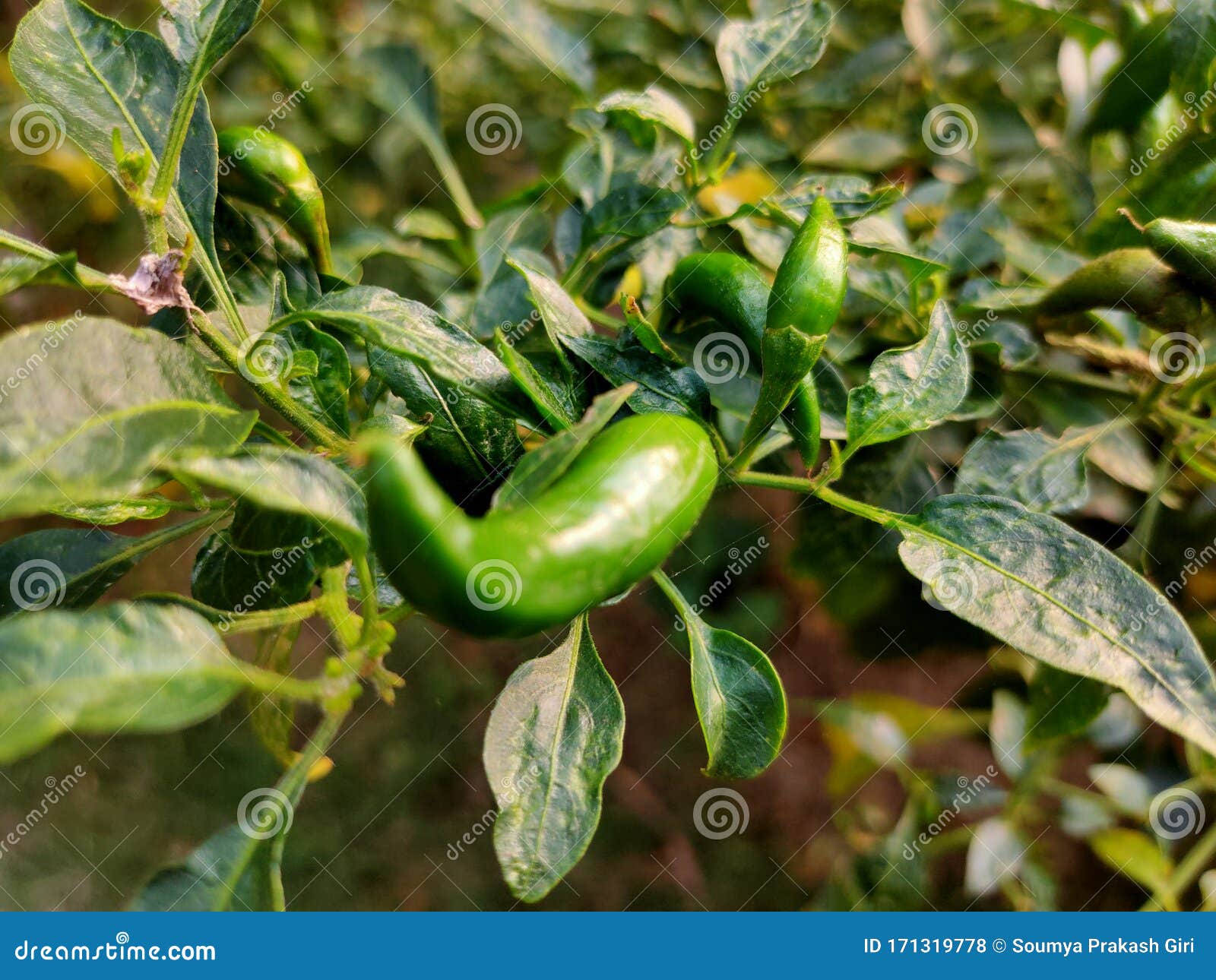Chilli on the Chillis Treee Stock Photo - Image of water, siting: 171319778