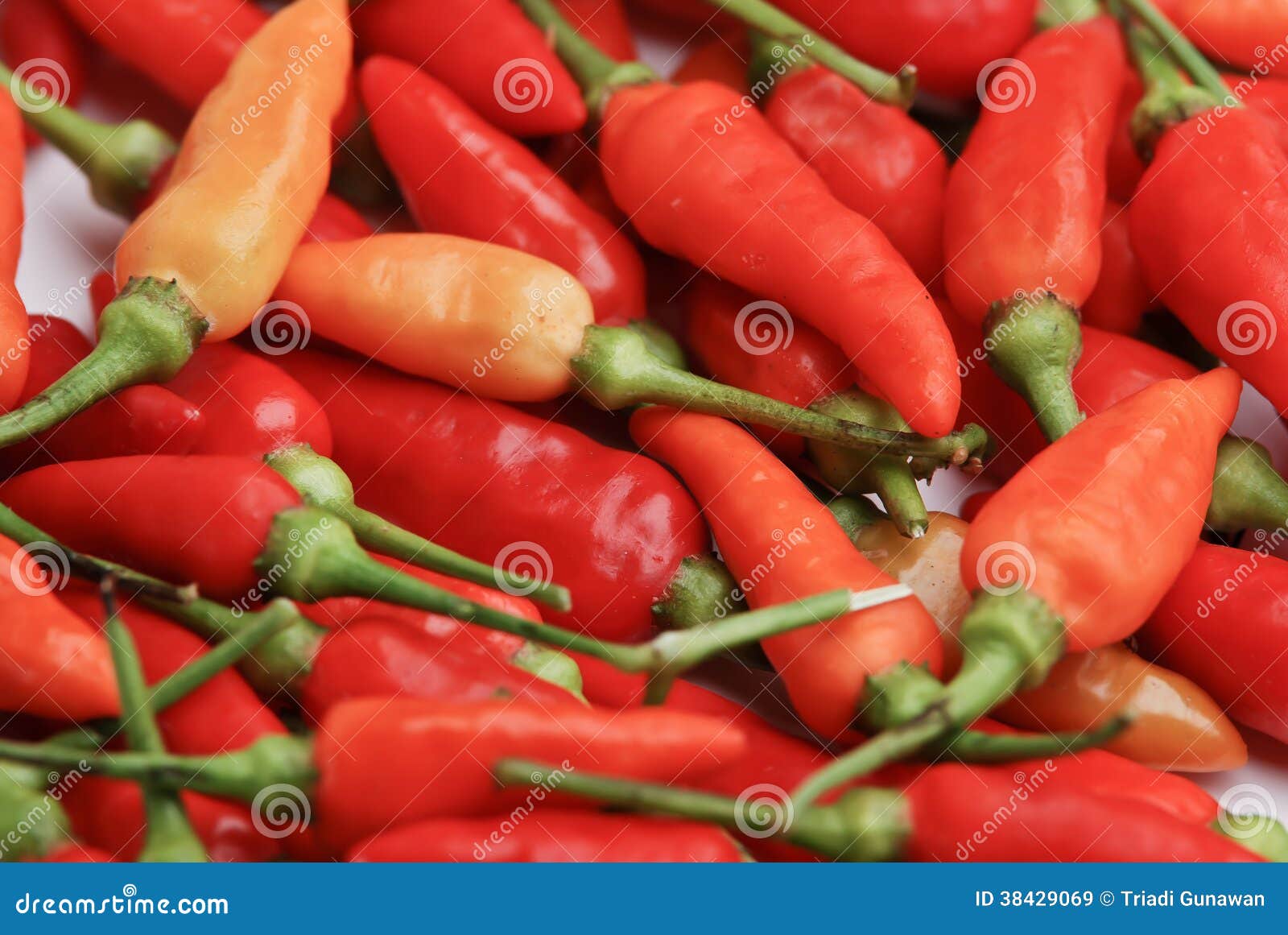 Chilli Close Up stock image. Image of cooking, closeup - 38429069
