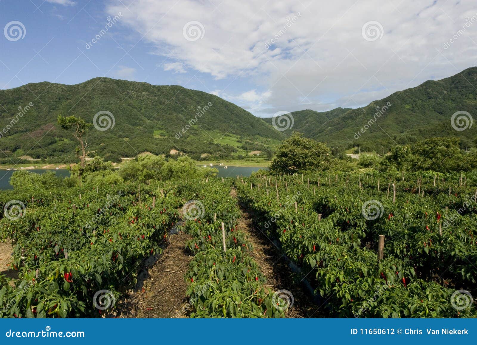 Chilli Farm stock photo. Image of chilli, chillies, sunny - 11650612