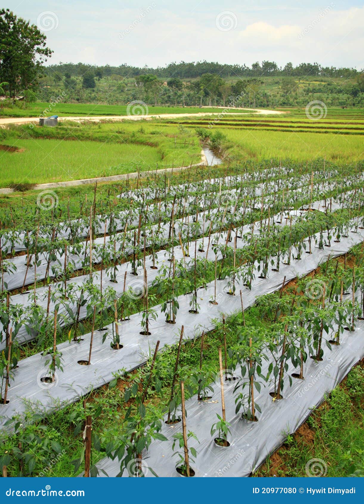 Chilli Farm stock photo. Image of farming, flavor, field - 20977080
