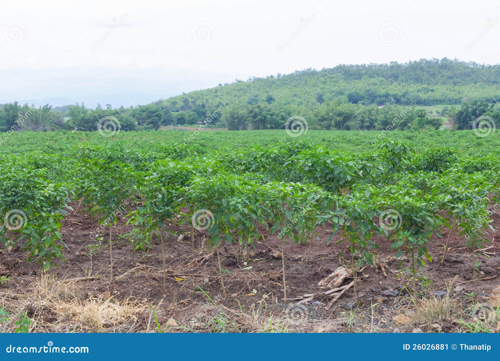 Chilli farm stock image. Image of cooking, color, macro - 26026881