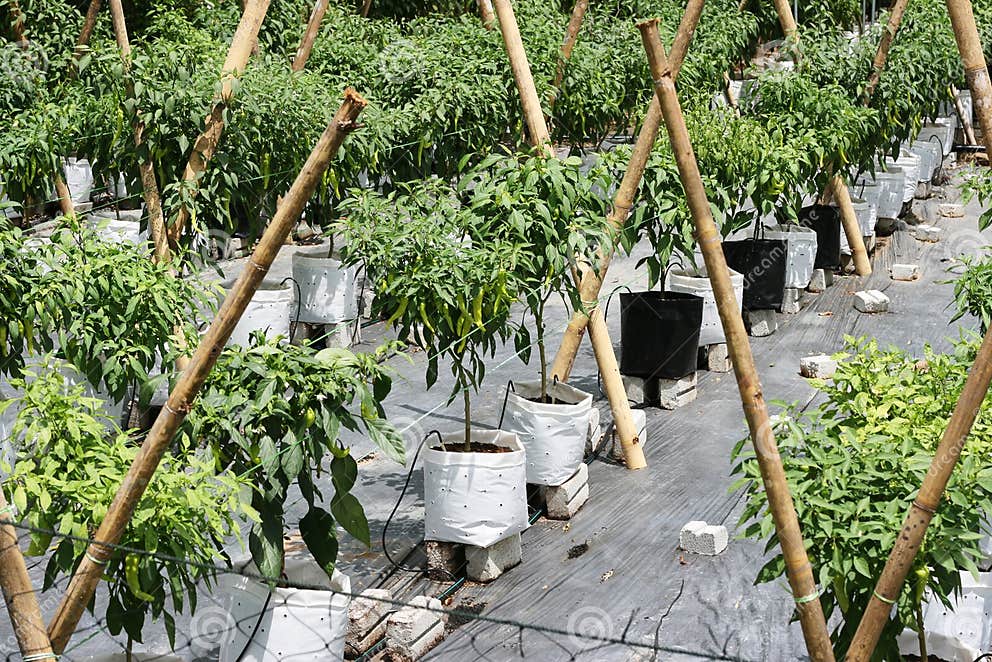 Chilli Farming stock photo. Image of plants, plant, green - 15968168