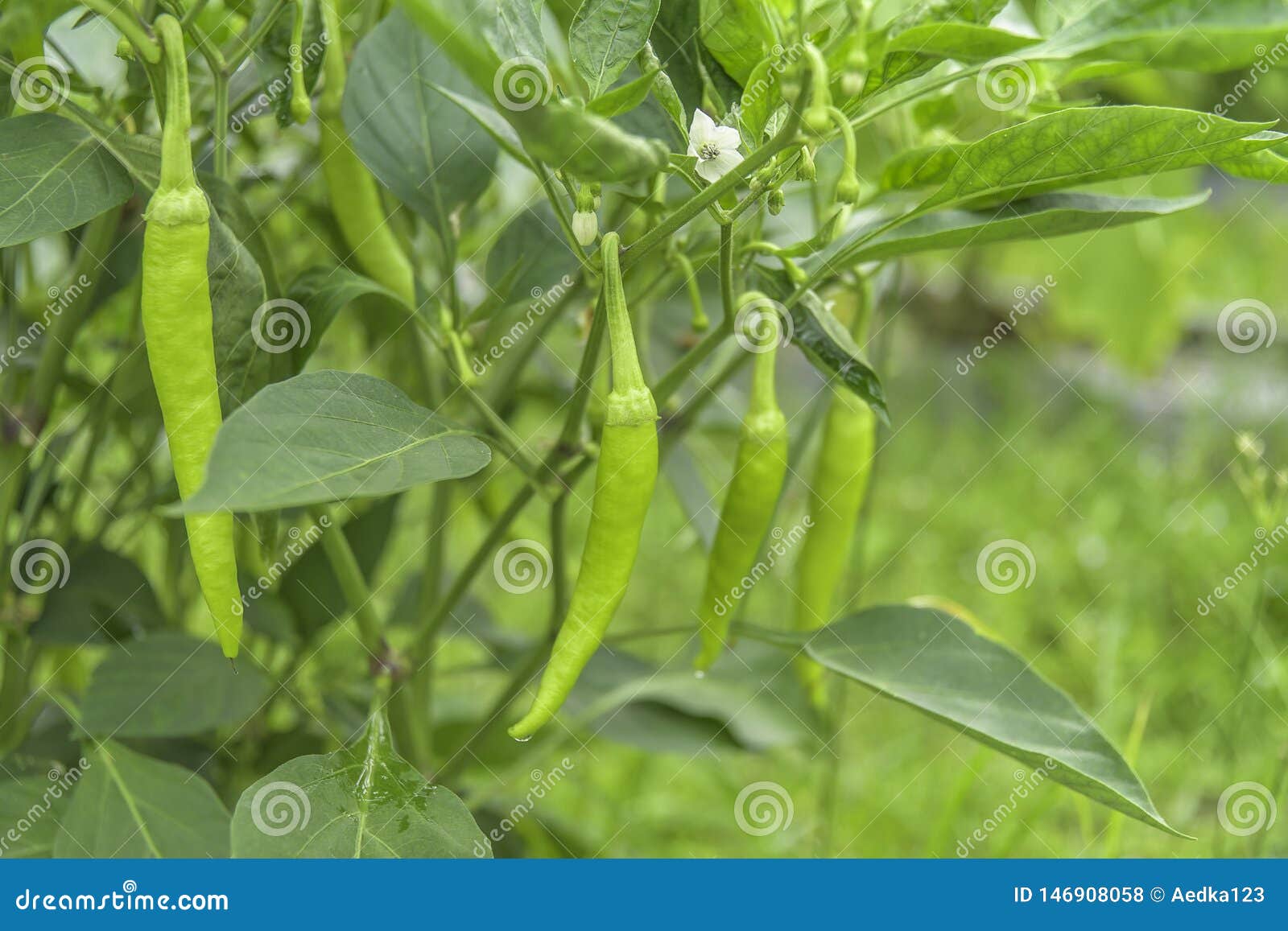 Chilli Field in Agricultural Garden,Ripe Green Chilli on a Tree Stock ...