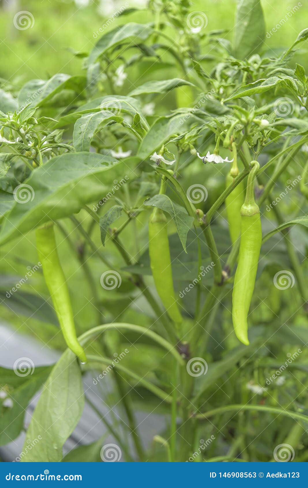 Chilli Field in Agricultural Garden,Ripe Green Chilli on a Tree Stock ...