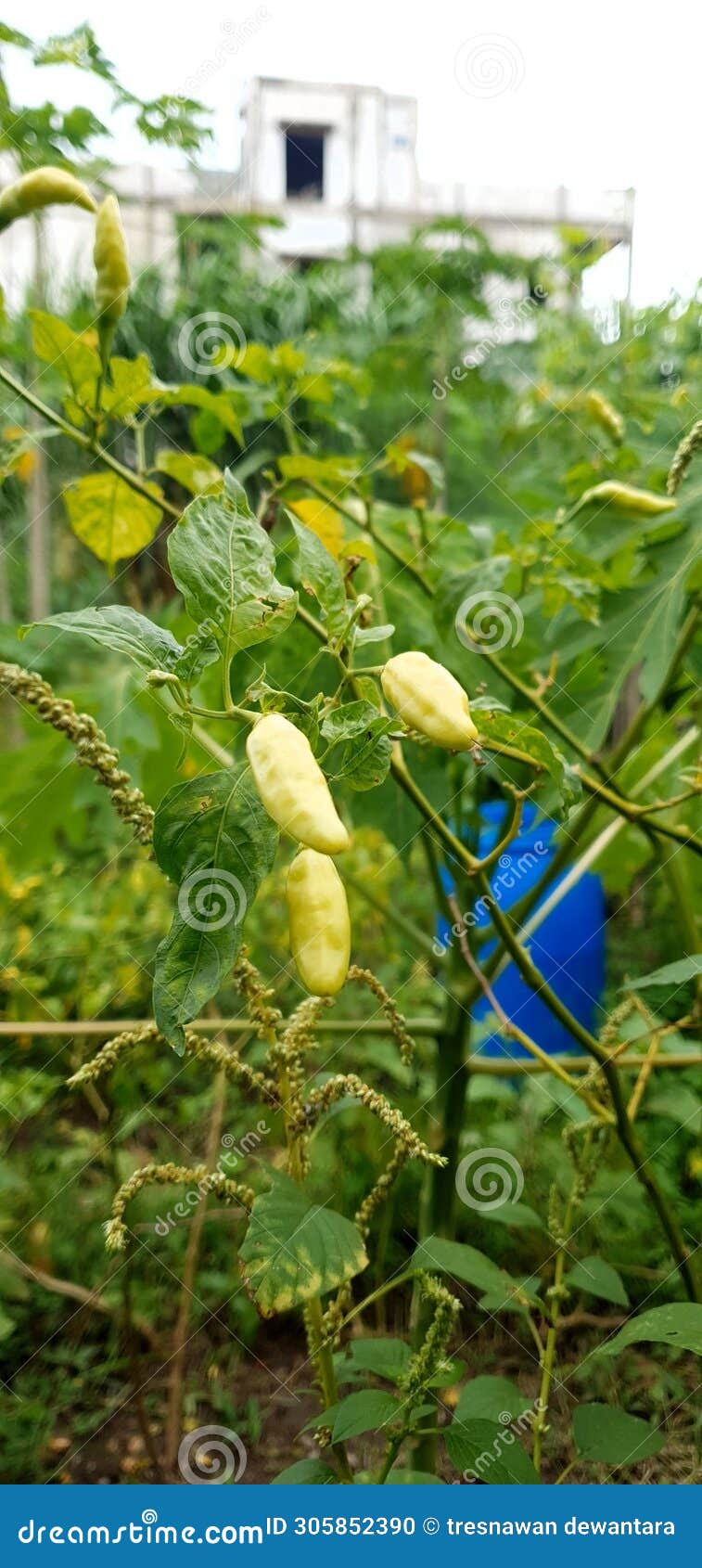 Chilli field stock photo. Image of chilli, field, vegetables - 305852390