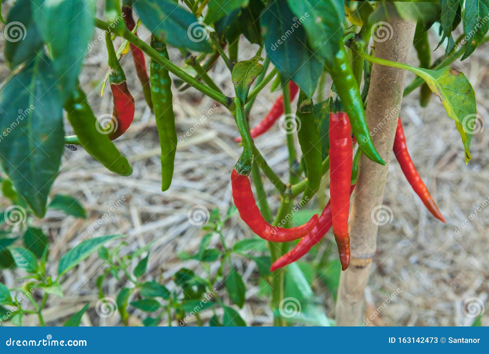 Chilli Field in the Countryside Stock Image - Image of chili, farm ...