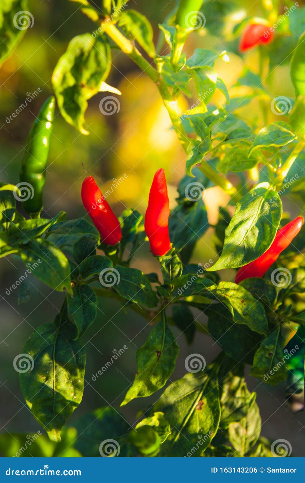 Chilli Field in the Countryside Stock Photo - Image of food, cultivated ...