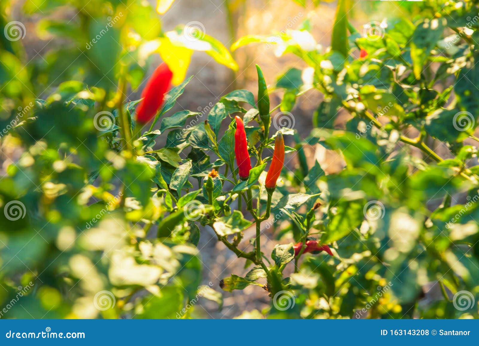 Chilli Field in the Countryside Stock Photo - Image of agriculture ...