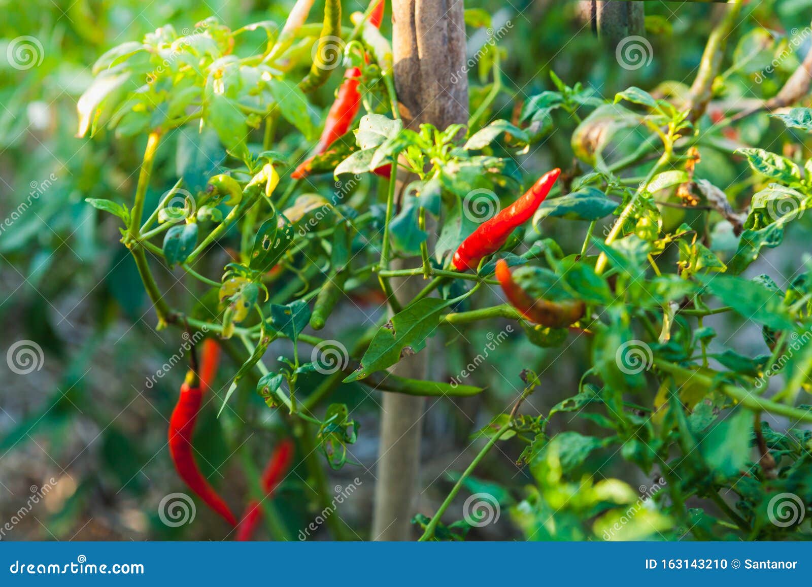 Chilli Field in the Countryside Stock Photo - Image of rural, growth ...