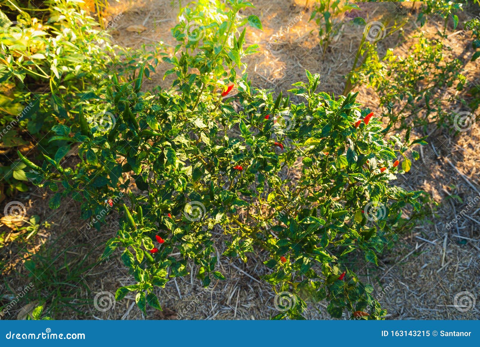 Chilli Field in the Countryside Stock Image - Image of herb ...
