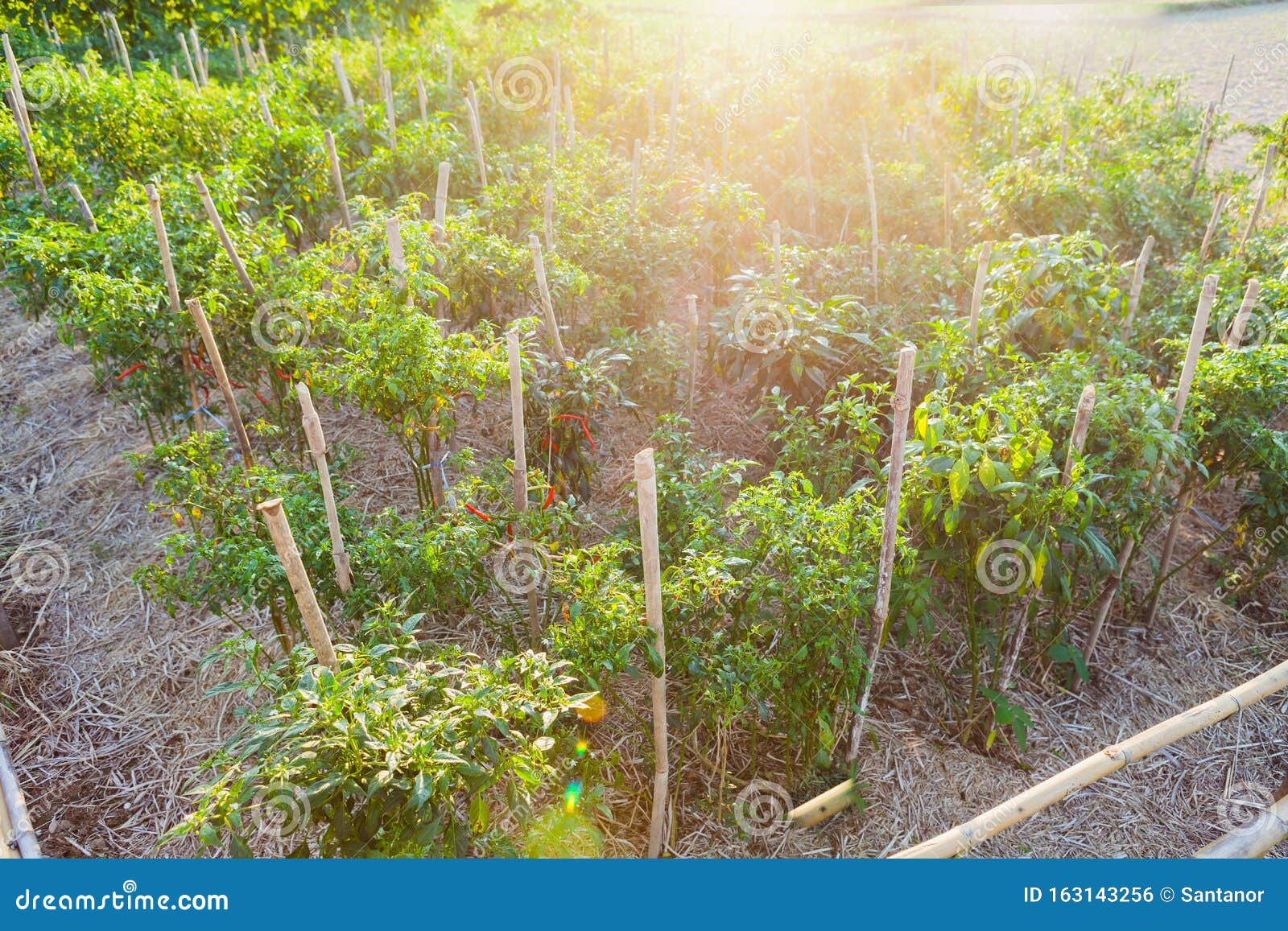 Chilli Field in the Countryside Stock Photo - Image of country, chilli ...
