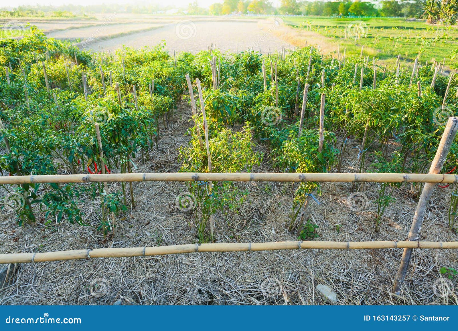 Chilli Field in the Countryside Stock Image - Image of field, summer ...