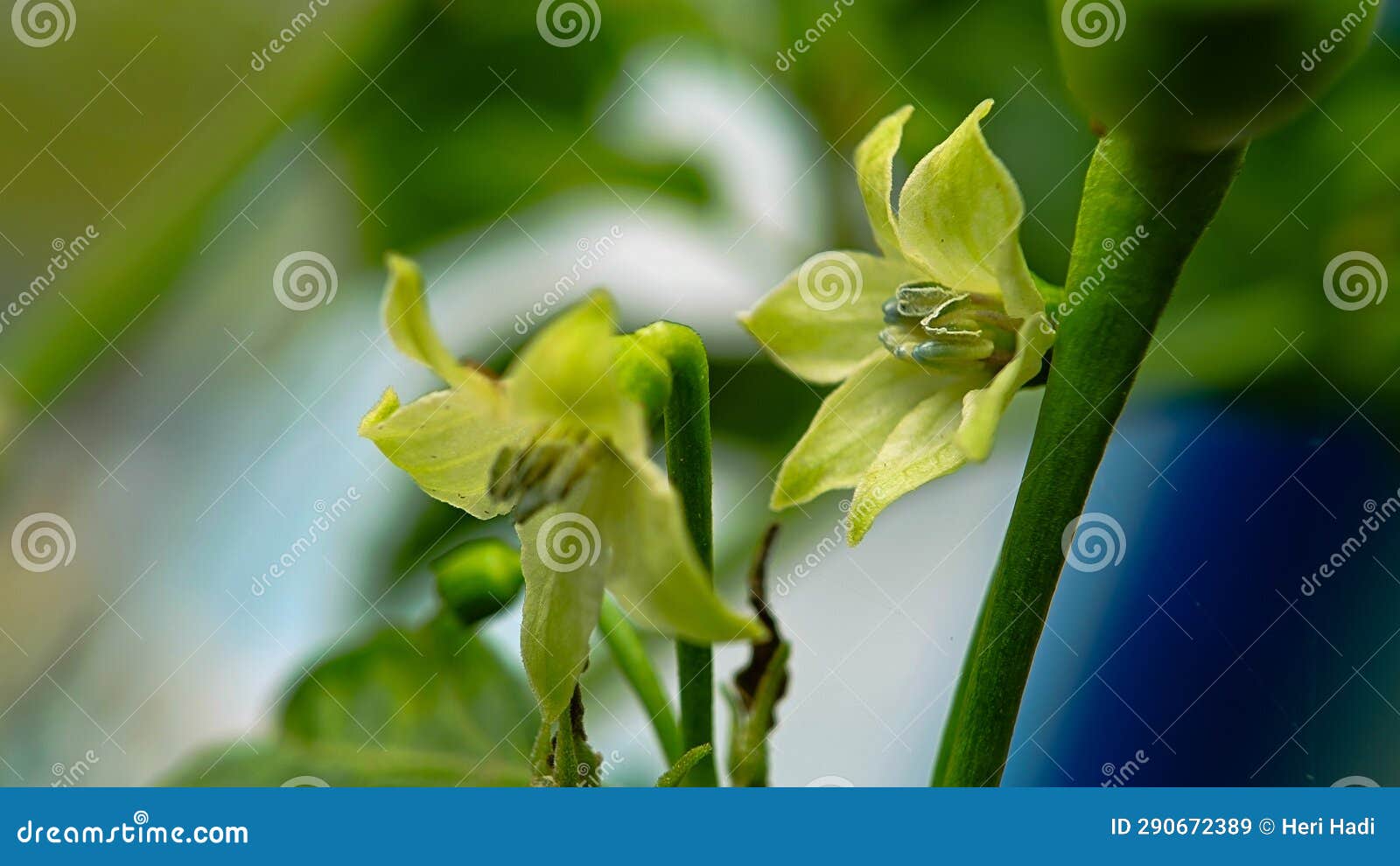 Chilli Flowers are Blomming Perfectly Stock Image - Image of flowers ...