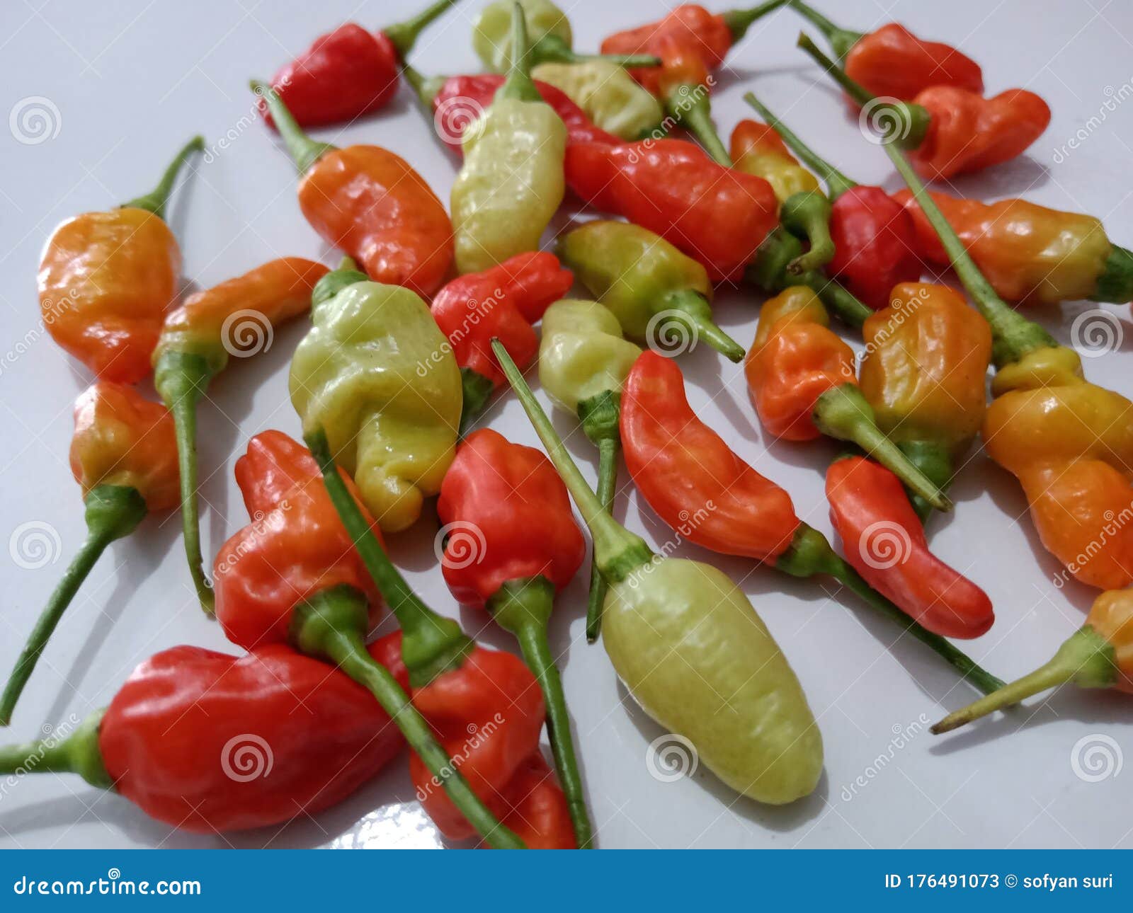 Chilli stock image. Image of background, natural, nature - 176491073