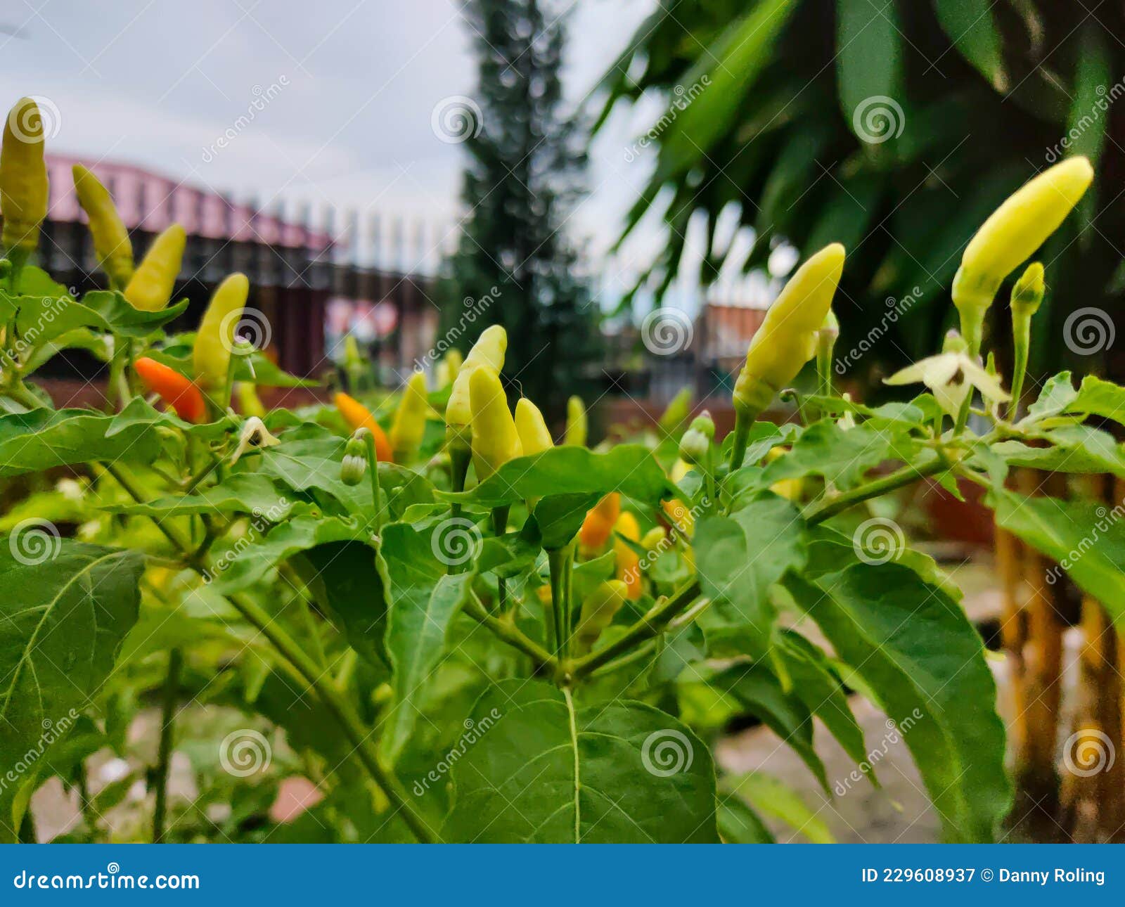 Chilli fruit on the tree stock image. Image of tree - 229608937