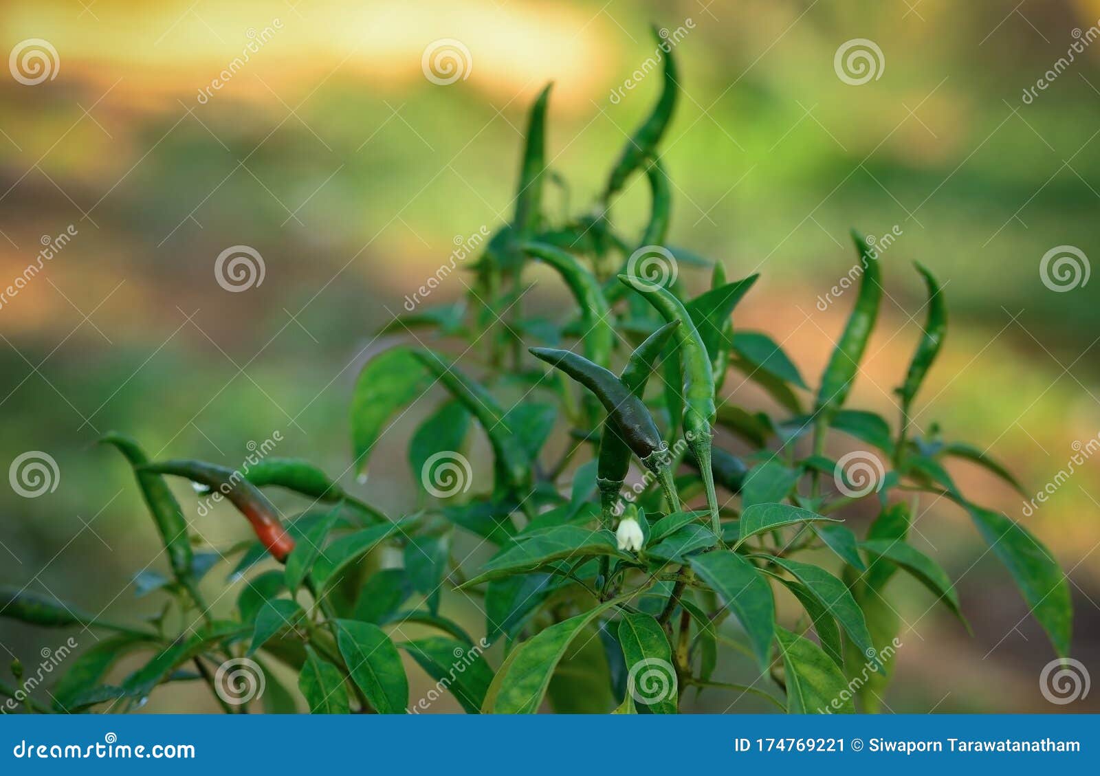 Chilli on a Garden Background Stock Image - Image of freshness, color ...