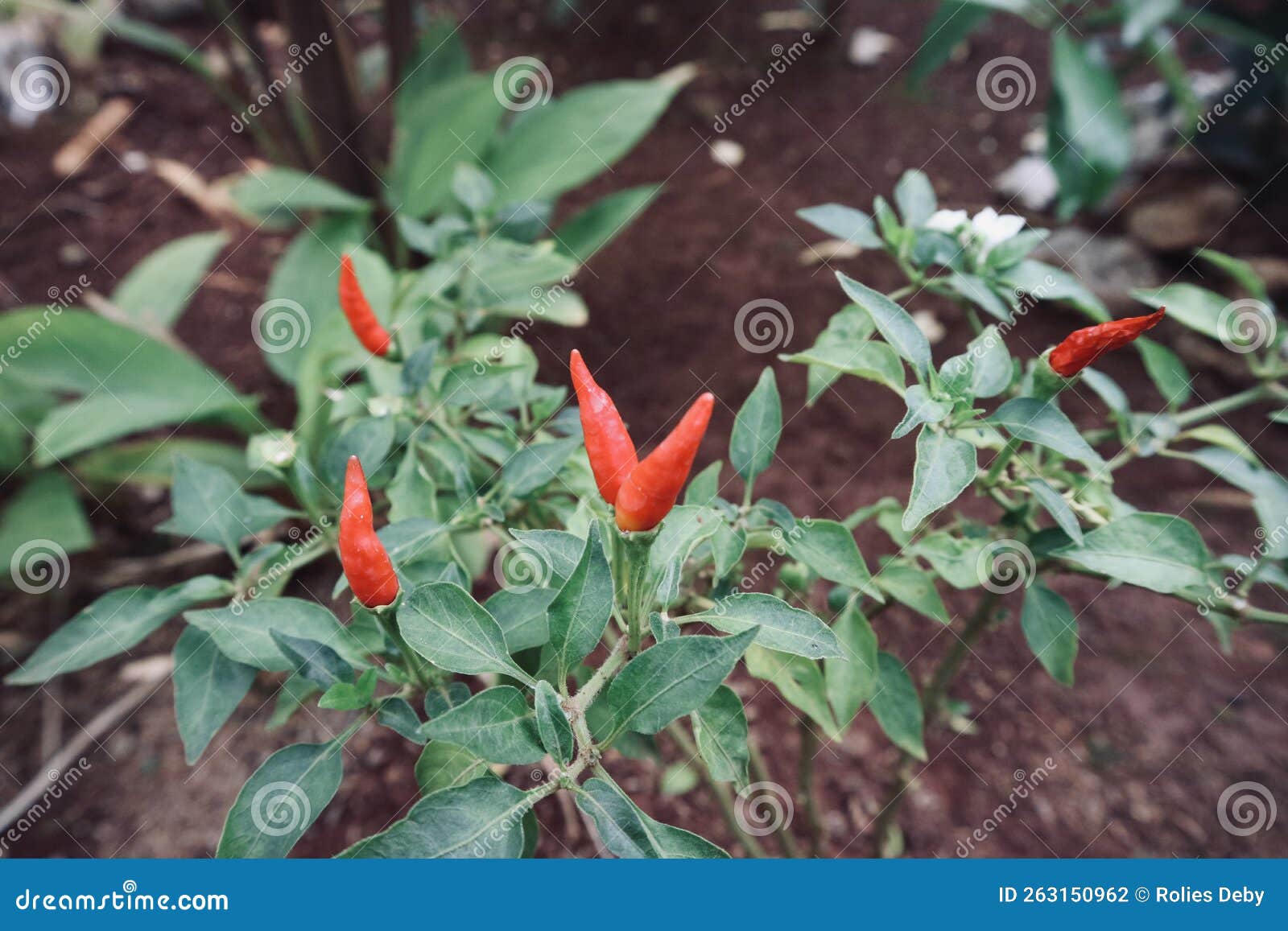 Chilli Plant Already at Back Yard Stock Photo - Image of back, grow ...