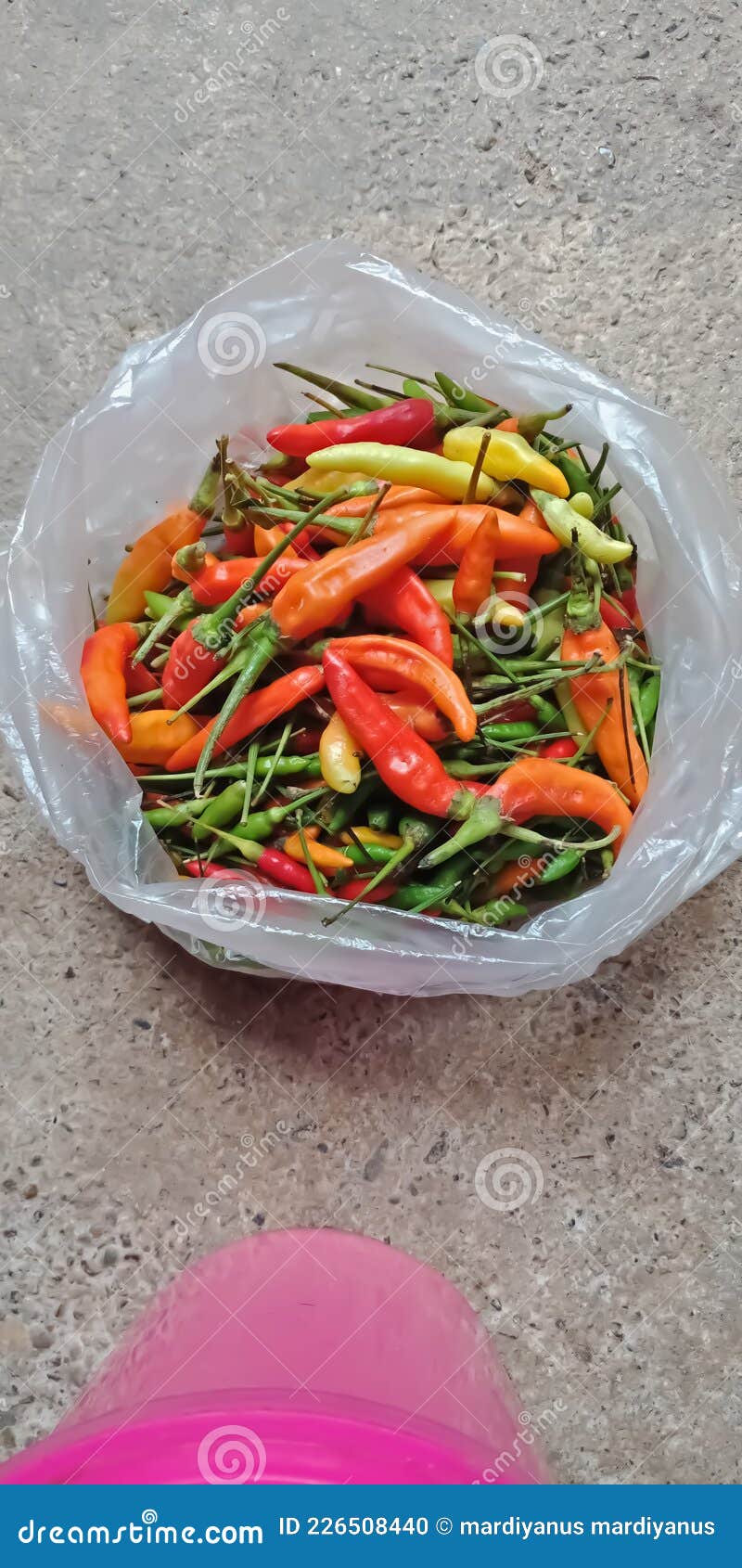 Chilli that Has Been Harvested is Put in a Plastic Bag Stock Photo ...