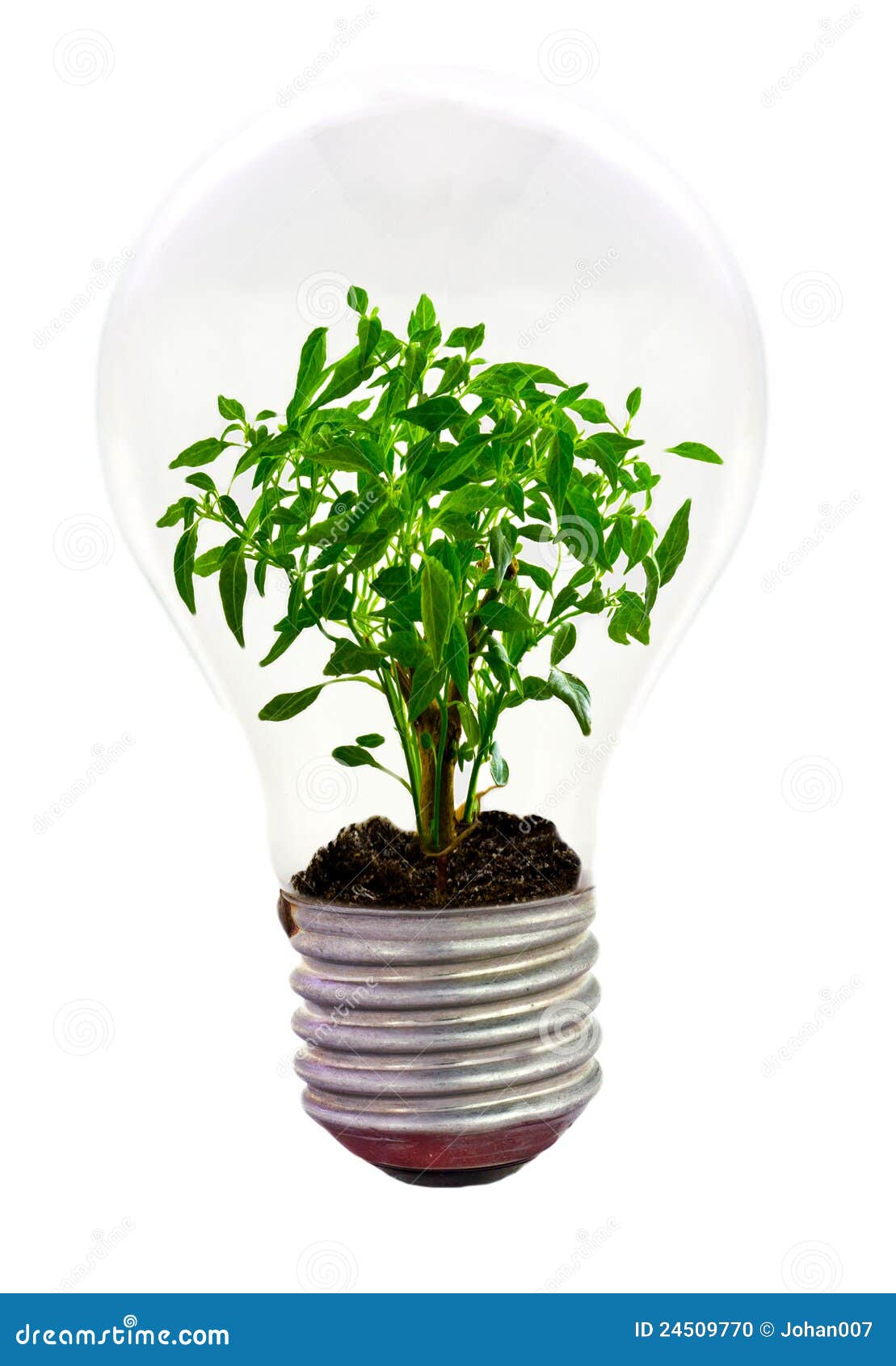 Chilli Inside the Light Bulb Stock Photo - Image of inside, bulb: 24509770