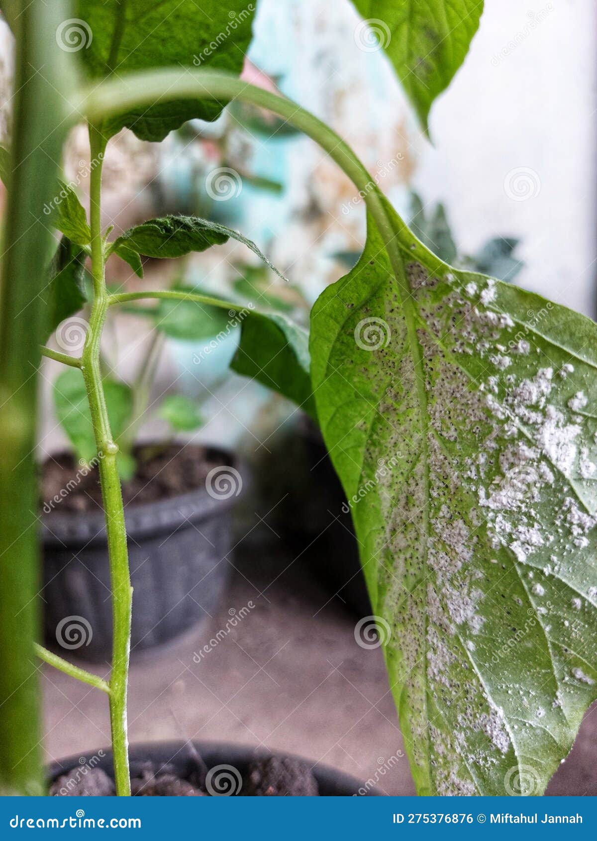 Chilli Leaves Affected by Pests are White Stock Photo - Image of leaves ...