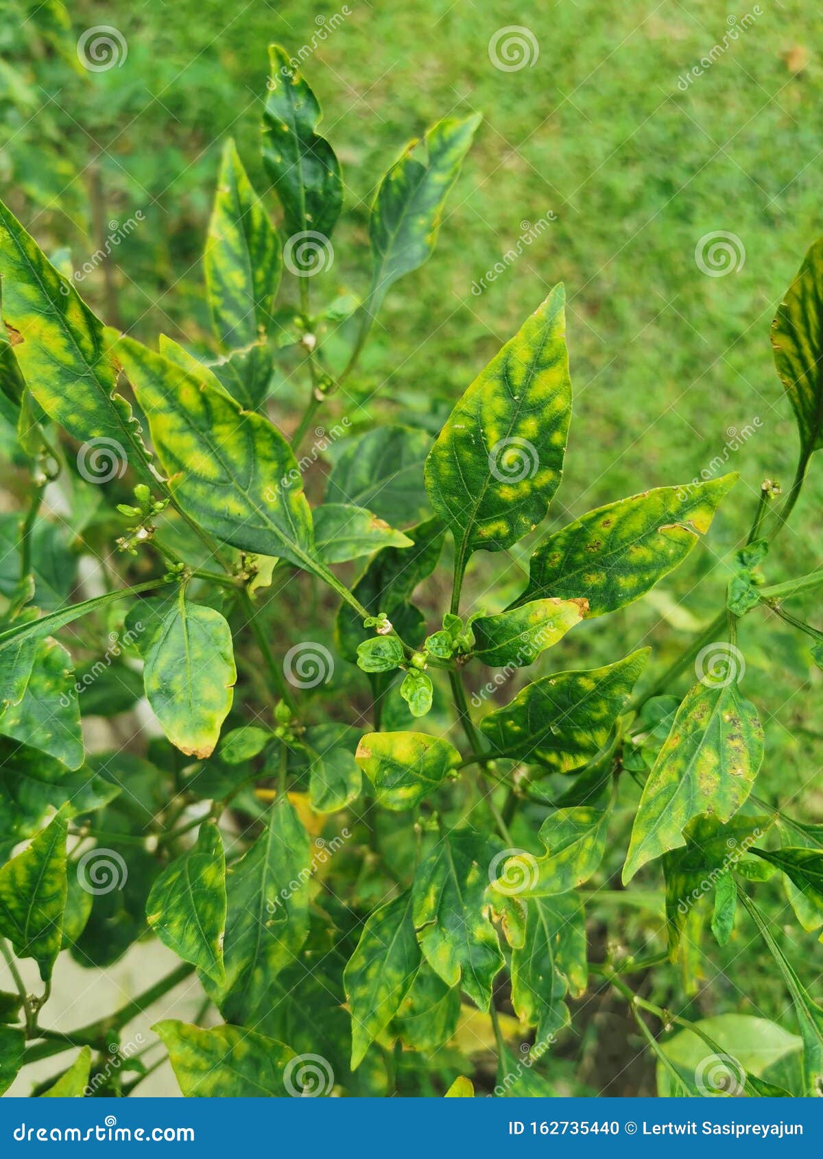 Chilli Leaves Chlorosis and Yellowing Stock Photo - Image of organic ...