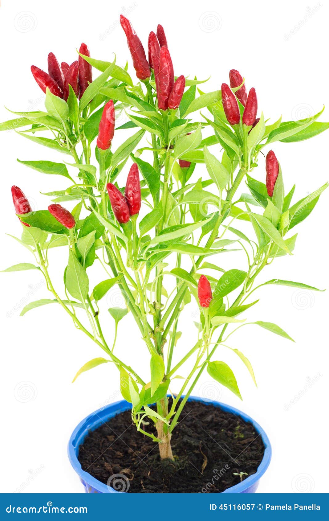 Chilli Look at the Sky stock image. Image of chilli, legume - 45116057