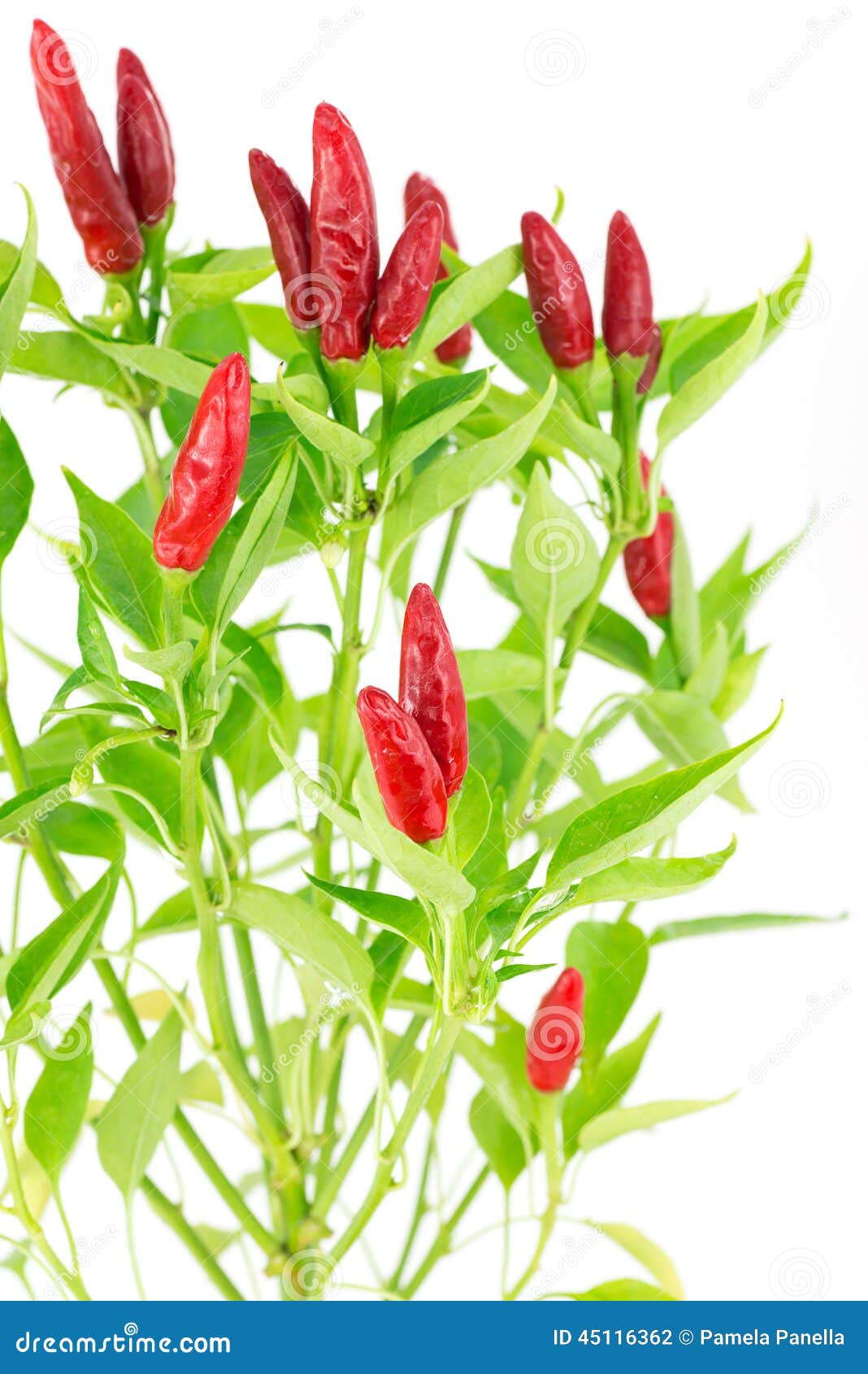 Chilli Look at the Sky stock photo. Image of cooking - 45116362