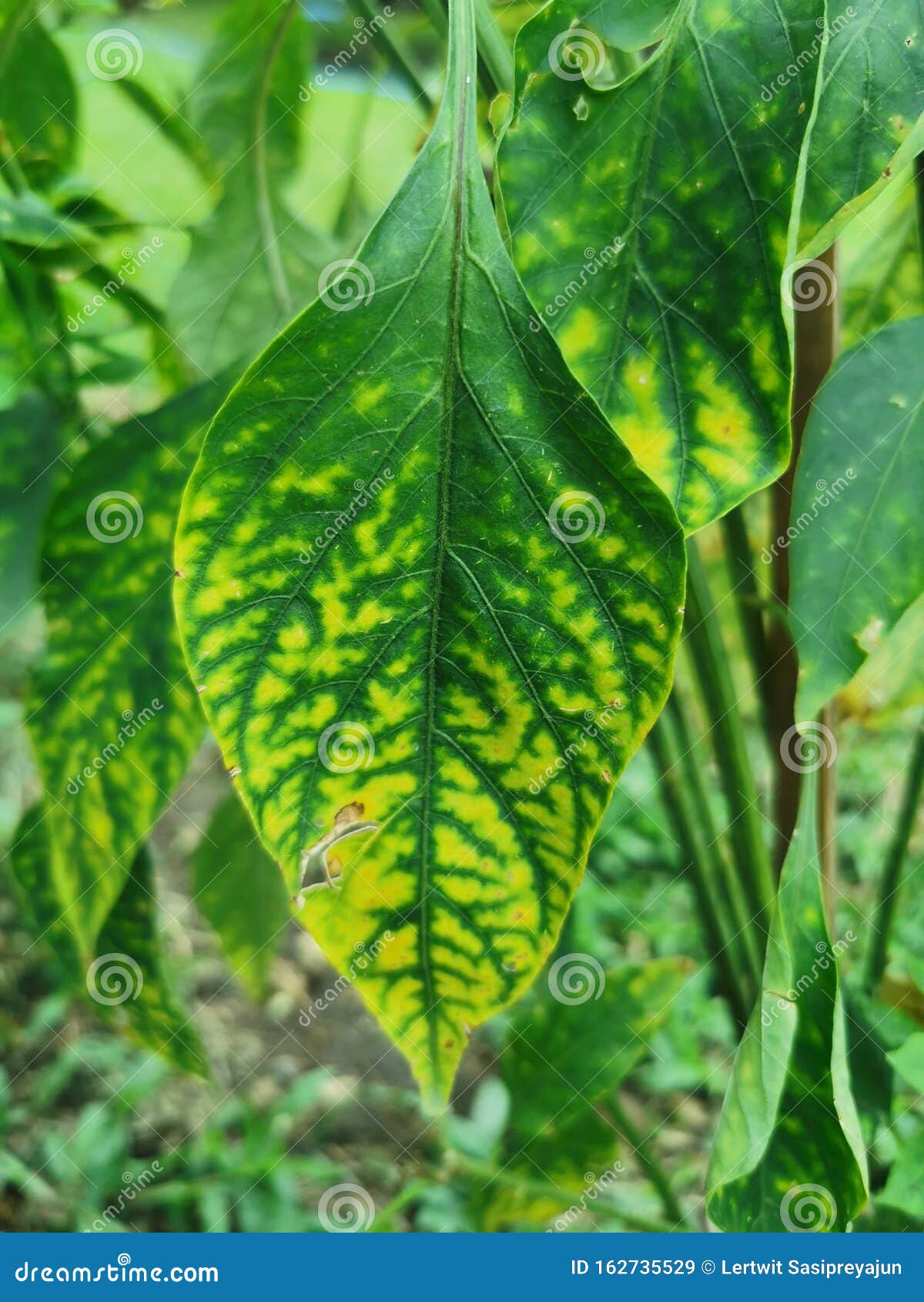 Chilli Minor and Trace Element Defficiency Stock Image - Image of ...