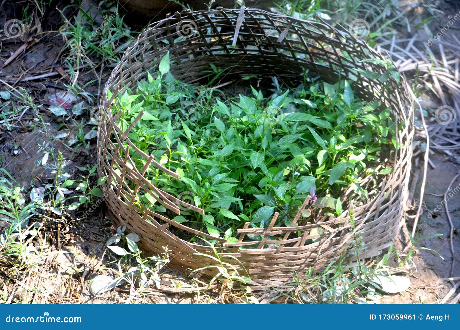 Chilli Tree. stock image. Image of countryside, area - 173059961
