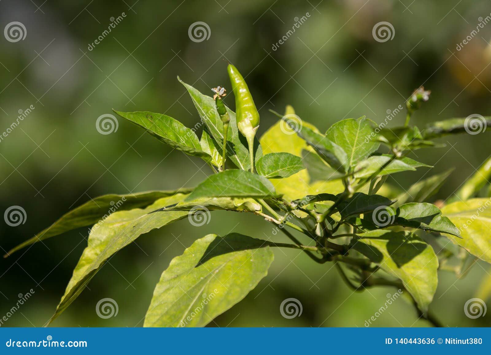 Chilli Padi or Bird S Eye Chilli Stock Photo - Image of pepper ...