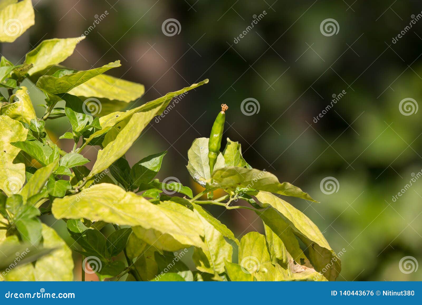 Chilli Padi or Bird S Eye Chilli Stock Photo - Image of garden, fresh ...